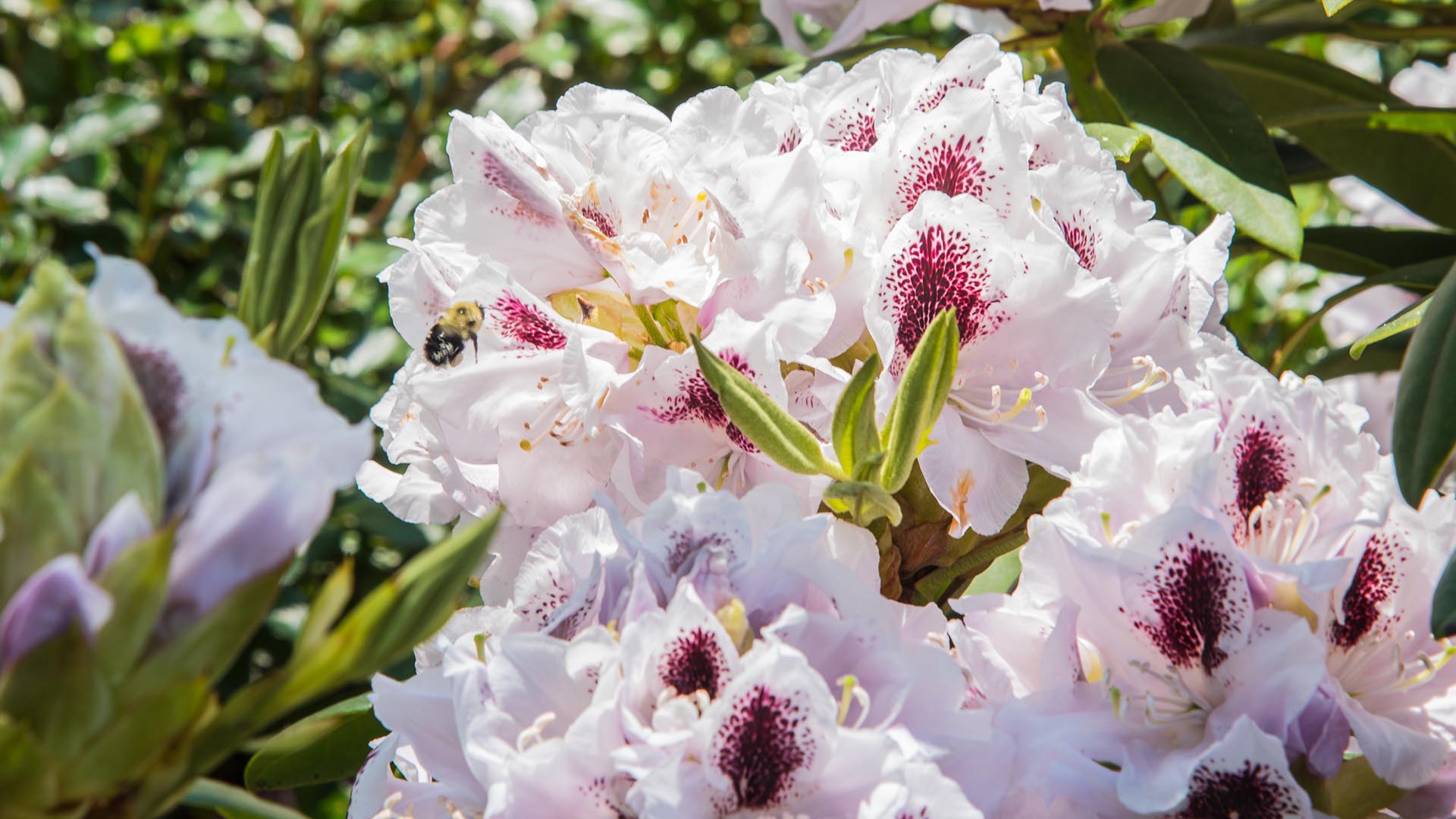 Goldner Walsh Plant Nursery - Goldner Walsh Garden & Home