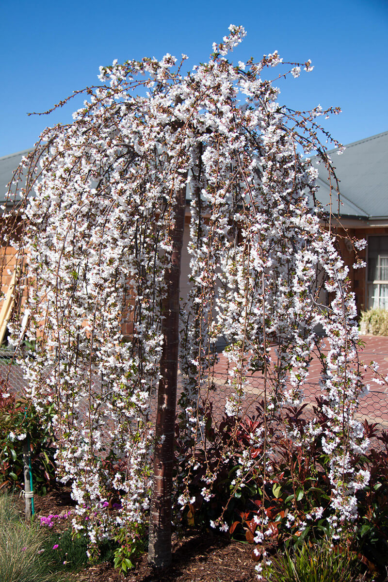 Goldner Walsh Plant Nursery - Goldner Walsh Garden & Home